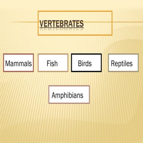 Vertebrates classification | PPT