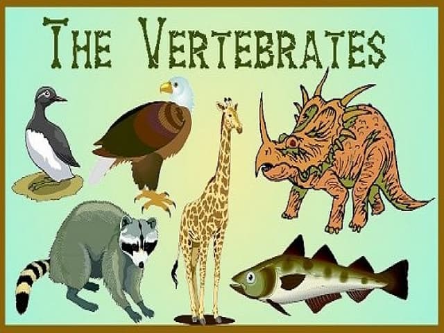 Vertebrates | PPT