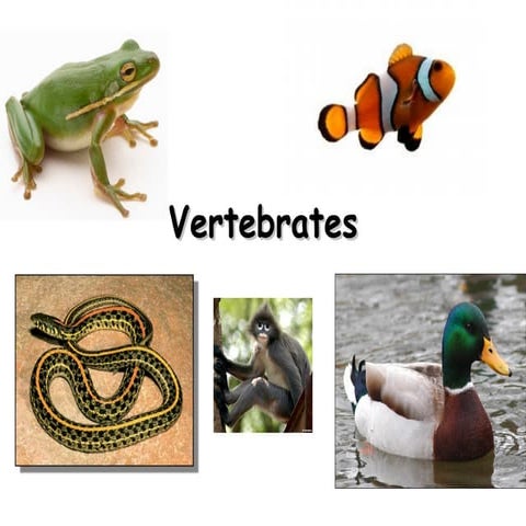 Vertebrates ppoint | PPT