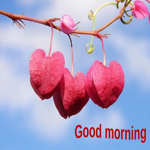 vertical dimension ppt.pptx