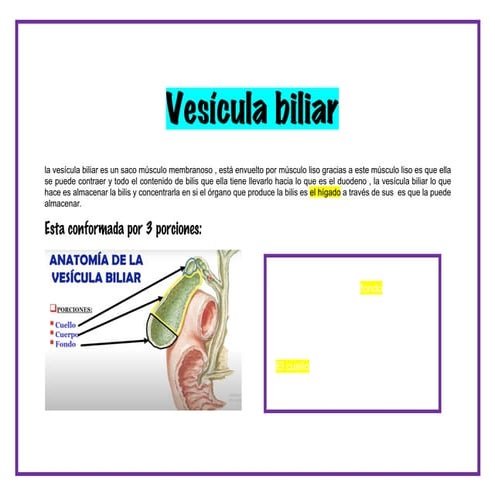 ANATOMIA VESICULA BILIAR y VÍAS BILIARES.pptx
