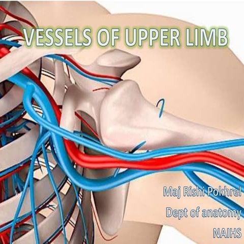 Vessels of upper limb | PPTX