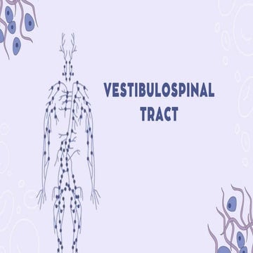 Vestibular Neuro Anatomy - Slide Power Point | PPTX