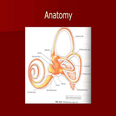 VESTIBULAR—-. FUNCTIONS AND— VERTIGO.pdf