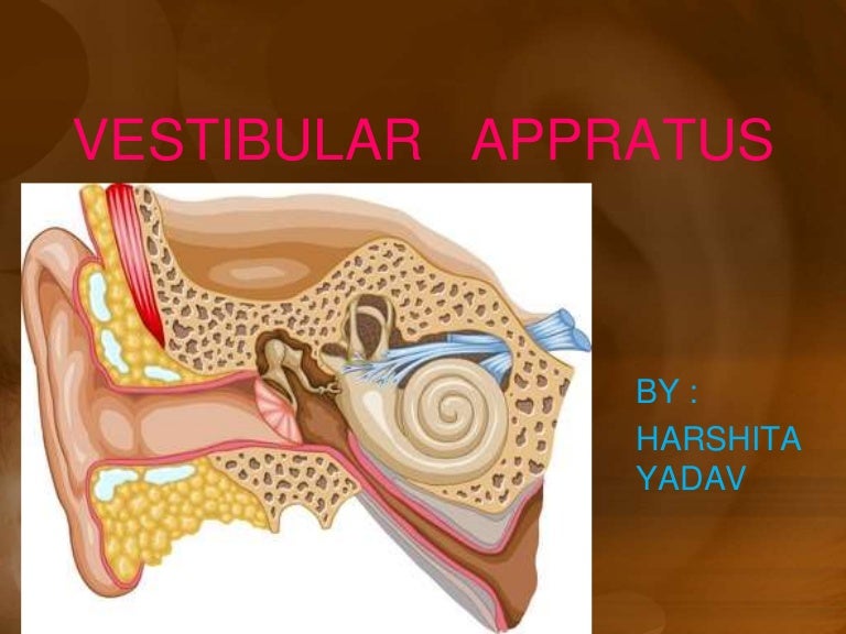 Vestibular System Exercises