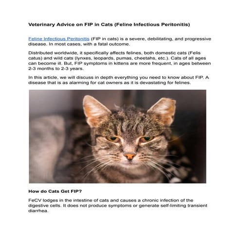 Veterinary Advice on FIP in Cats (Feline Infectious Peritonitis).pdf