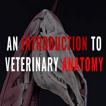 Introduction to Veterinary Anatomy in English | PDF
