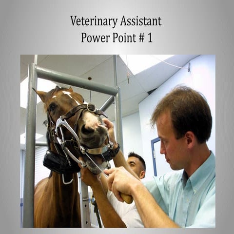 Veterinary: Life saving Place for Animals | PPT