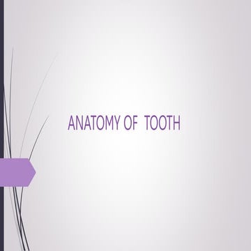 Tooth Anatomy Ppt Free Anatomy PowerPoint Templates & Google Slides