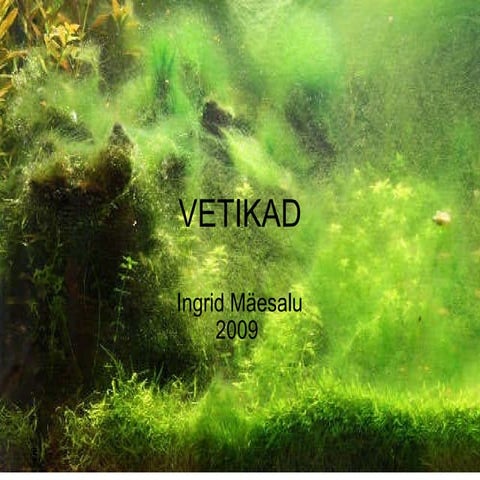 Vetikad | PPT