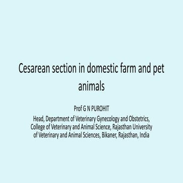 Vet obst lecture 10 Cesarean in domestic farm and pet animals | PDF