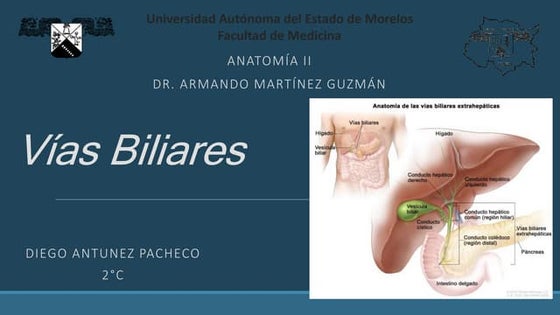 Anatomía Del árbol Biliar Anatomía Quirúrgica Del Abdomen