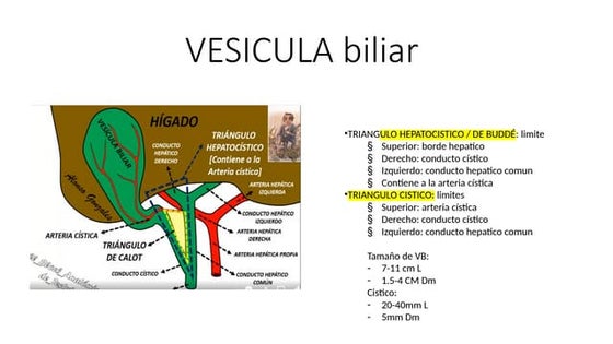 Variaciones De La Arteria Cística