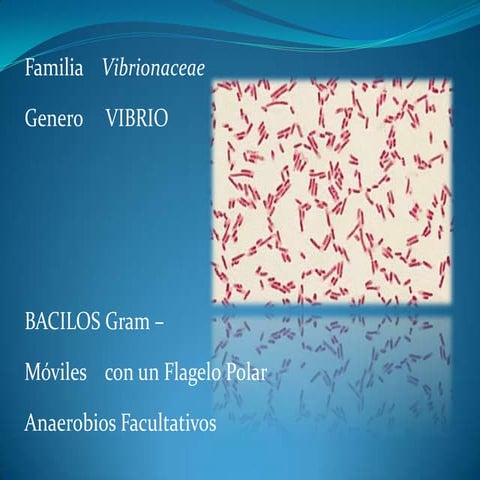 Vibrio cholerae | PPTX