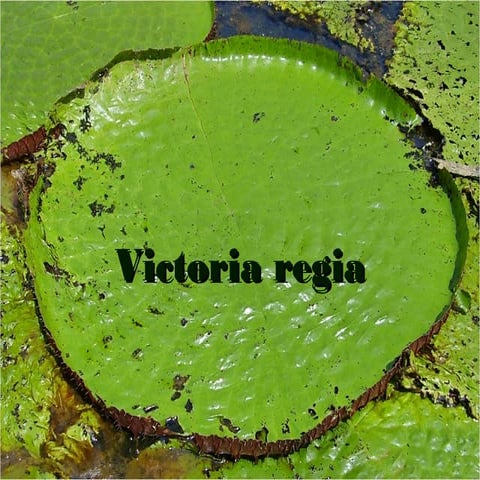 Victoria regia | PPS