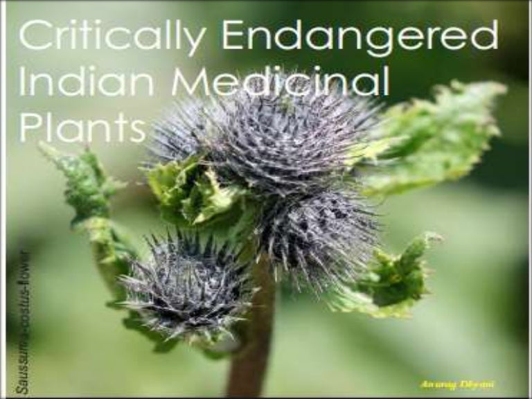 CRITICALLY ENDANGERED INDIAN MEDICINAL PLANTS critically-endangered-indian-medicinal-plants