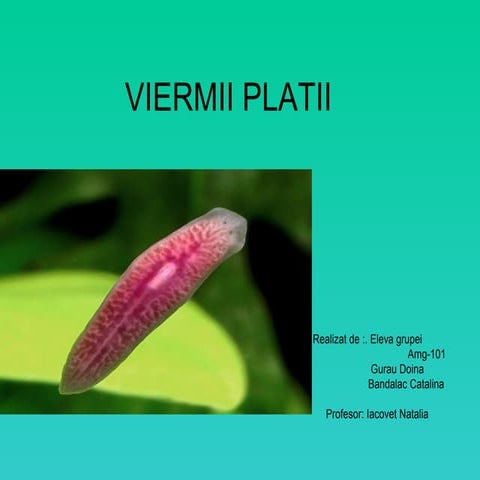 Viermii (1) | PPT