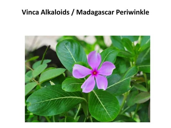 Vinca | PPTX | Gardening | Home & Garden