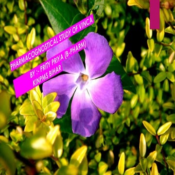 vinca ppt. by pritypriya pharmacognosy 4 | PPT