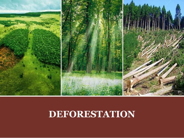 Deforestation | PPTX