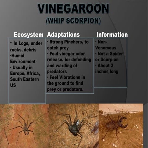 Vinegaroon jason | PPTX