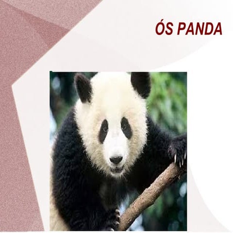 Ós Panda | ODP