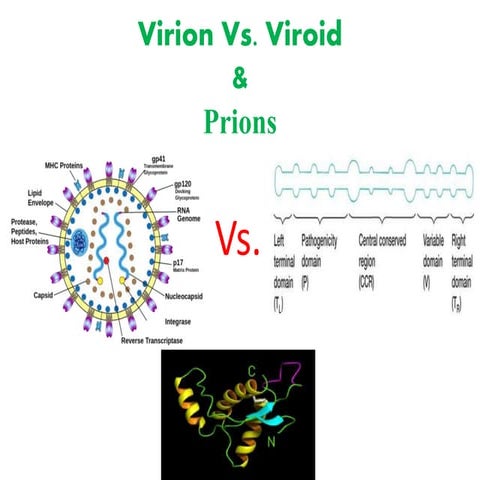 Virus ppt
