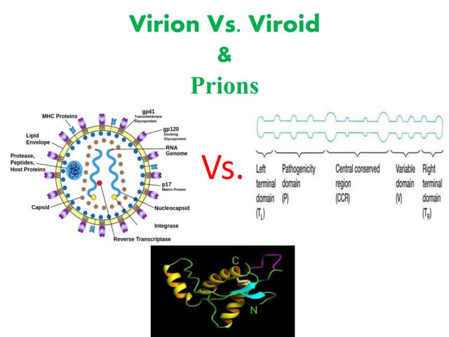 Baltimore classification of viruses presentation | PPTX