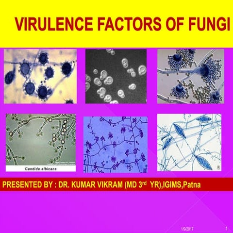 Virulence factors of fungi | PPTX