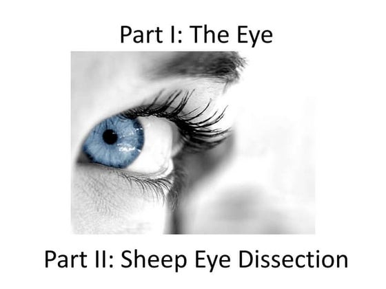 Cow eye – dissection and label | PPTX