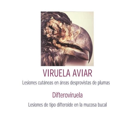 Viruela Aviar | PDF
