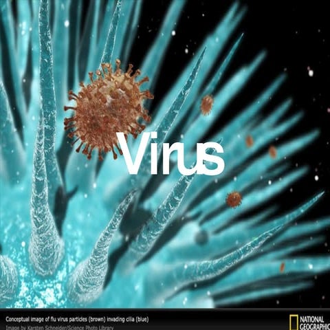 Virus | PPT