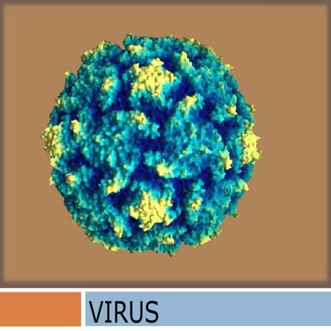 Virus | PPT