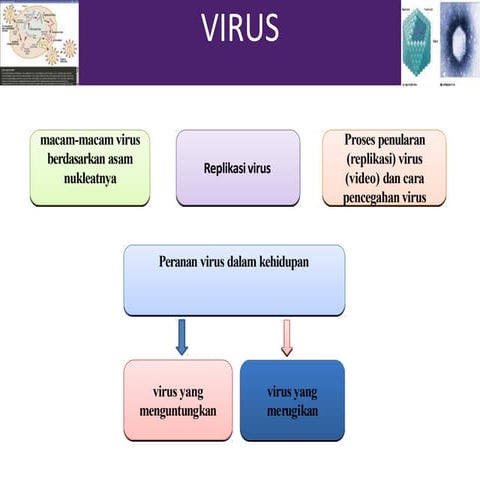 Virus.pptx