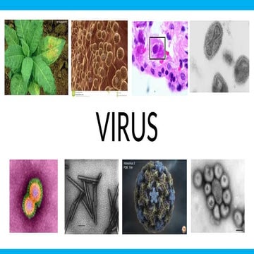 materi ajar (power point/PPT) virus untuk siswa kelas 10 SMA biologi | PDF