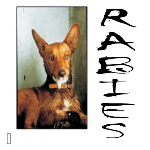Virus rabies | PPT | Infectious Diseases | Diseases and Conditions