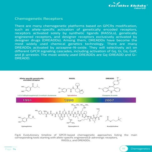 Chemogenetic Receptors | PDF
