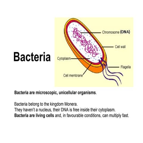 Bacteria | PPT
