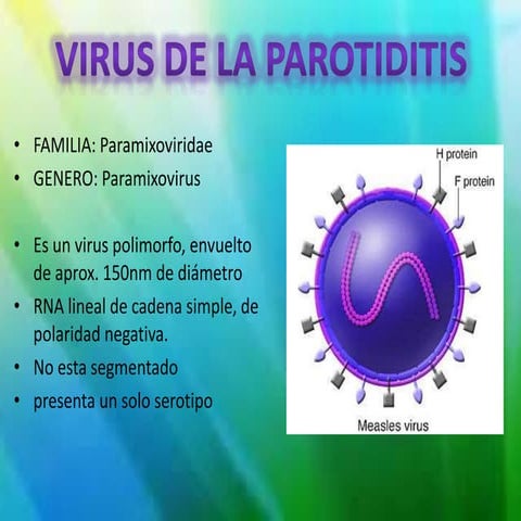 Virus de la parotiditis | PPTX
