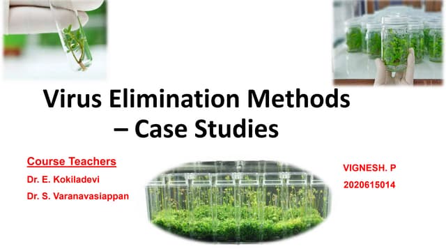 Micrografting in citrus species | PPTX