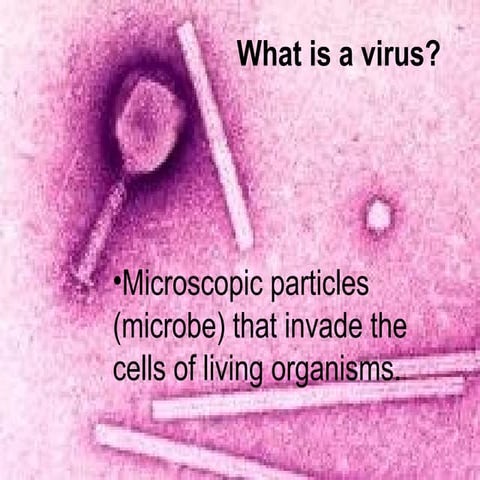 Viruses | PPT | Biological Sciences | Science