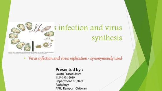 Virus infection and replication | PPT