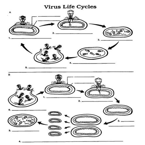 Virus life cycles worksheet diagram | DOC