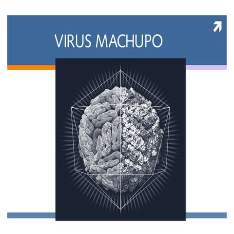 Virus machupo | PPT