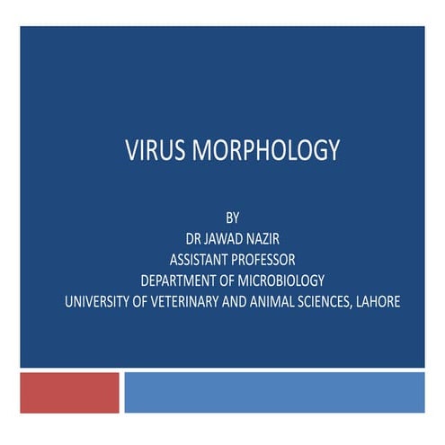 Virus morphology | PDF