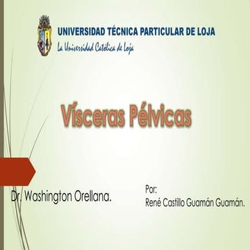 VISCERAS PELVICAS 1. anatomia humana segundo semestre | PPTX