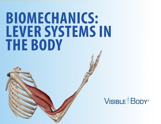 Lever system - Exercise therapy | PDF