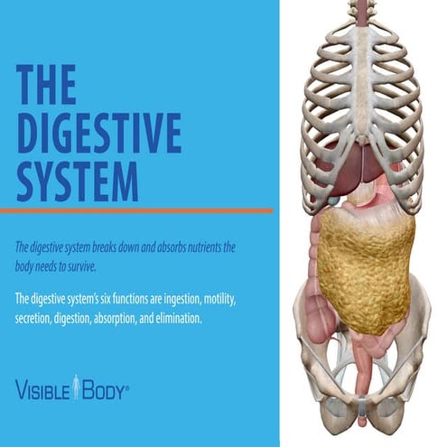 VisibleBody_Digestive_System.pdf | Free Download