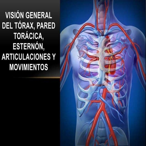 Anatomía-tórax para estudiantes de medicina | PDF