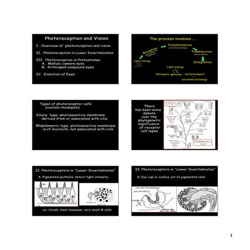 Vision | PDF | Eye and Vision Conditions | Diseases and Conditions